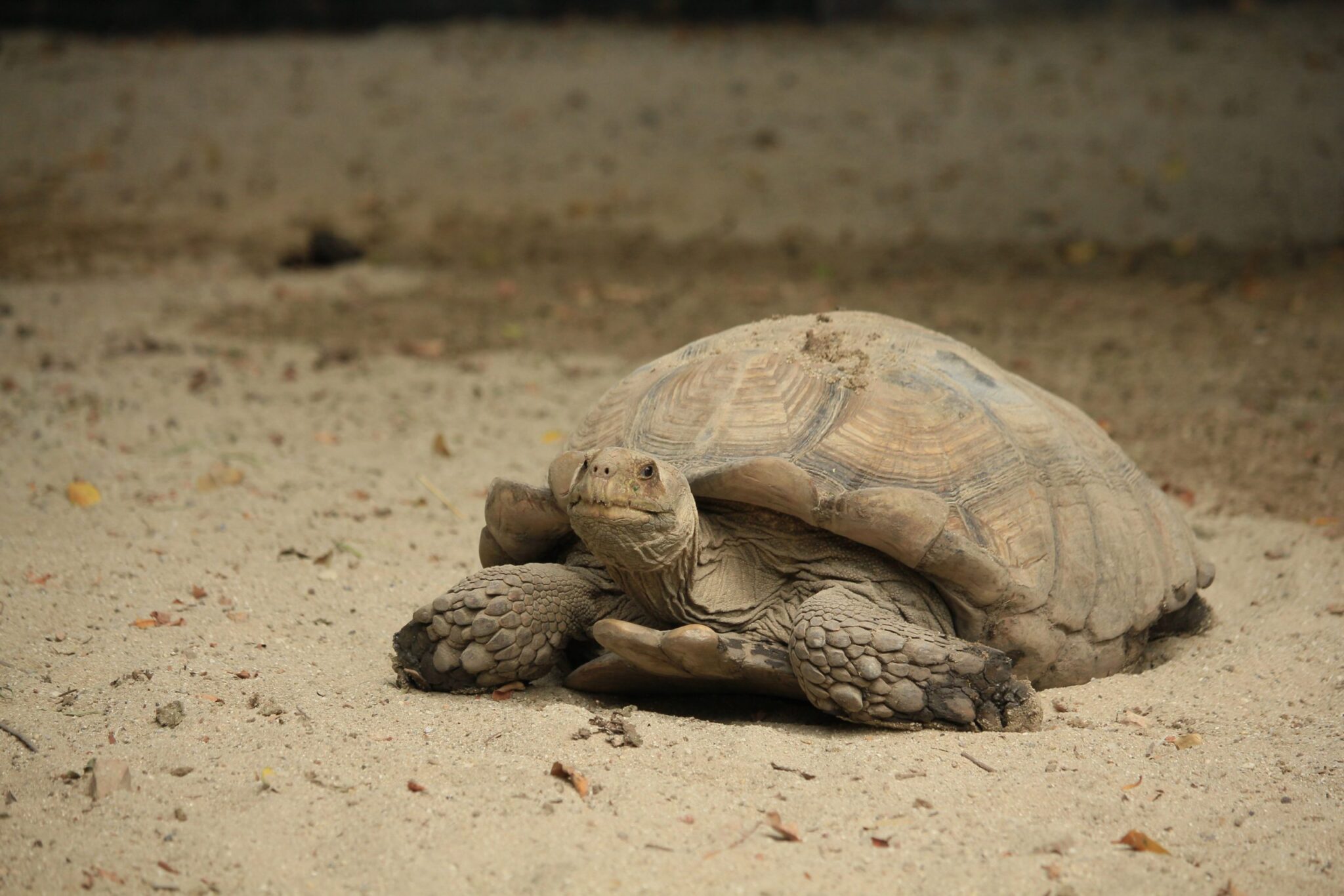 Conoce las especies de tortugas de tierra: todo lo que debes saber ...