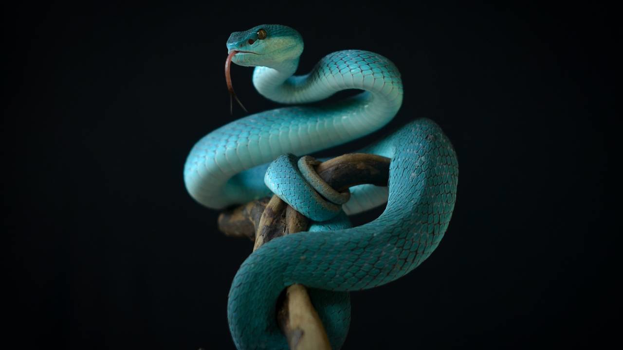 Conoce las impresionantes características de las serpientes | Mascotario