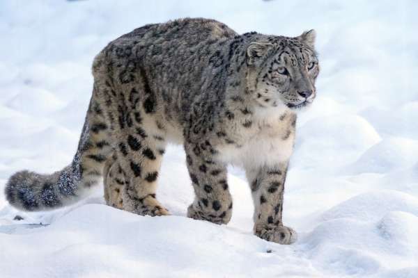 Conoce los 10 animales más hermosos del planeta | Mascotario