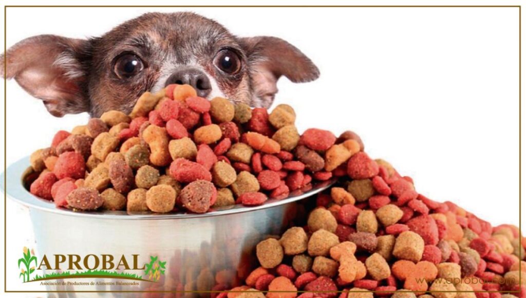 Conoce los alimentos balanceados más saludables para tu perro | Mascotario