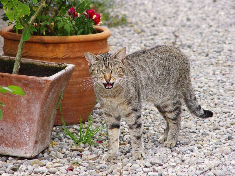 Conoce los diferentes tipos de heces en gatos y su importancia ...