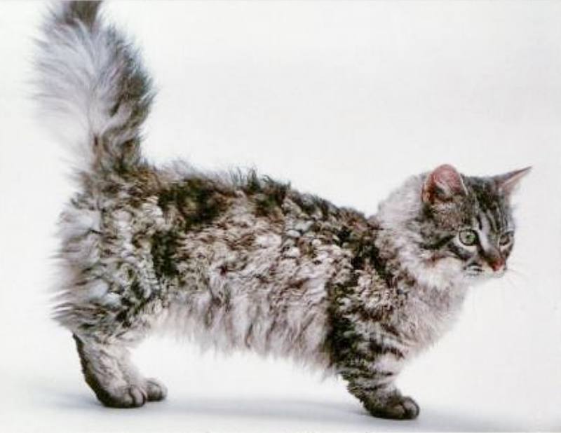 Conoce los encantadores gatos Skookum, una raza única en su tipo ...