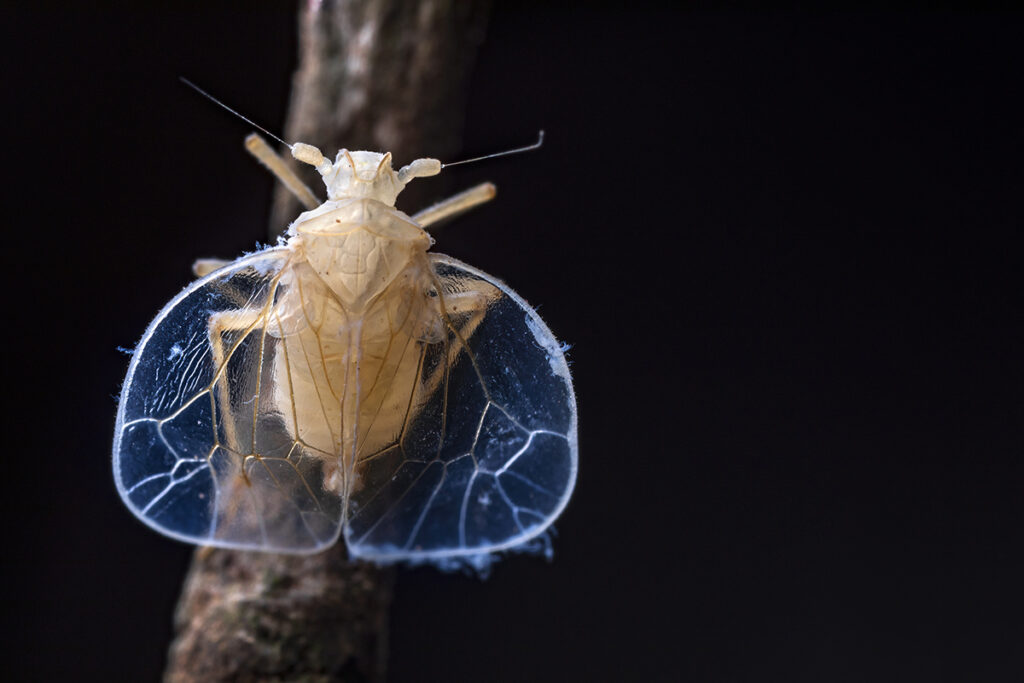 Conoce los fascinantes animales subterráneos de nuestro planeta ...