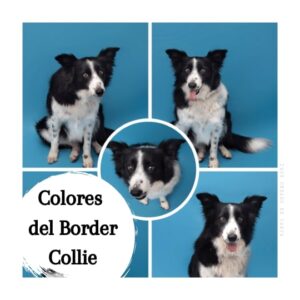 Conoce los impresionantes colores del border collie | Mascotario