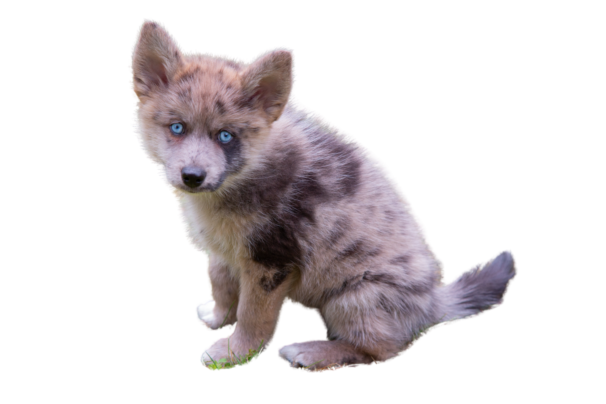 Conoce todo sobre la fascinante raza de perro Pomsky | Mascotario