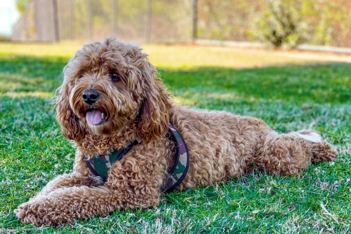 Conoce todo sobre la raza de perro Cavapoo o Cavoodle | Mascotario