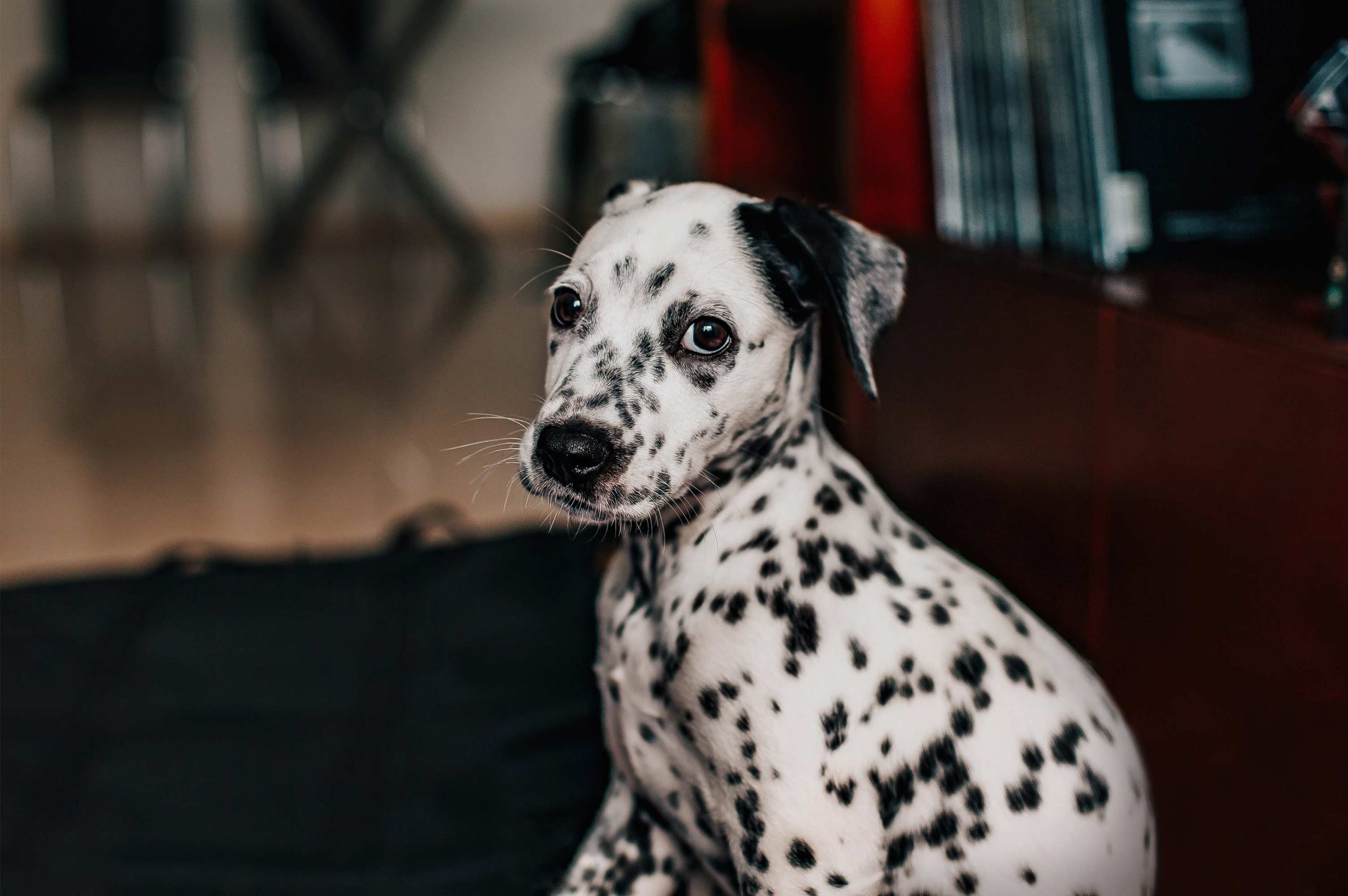 Conoce todo sobre la raza de perro Dalmata: Características y cuidados ...