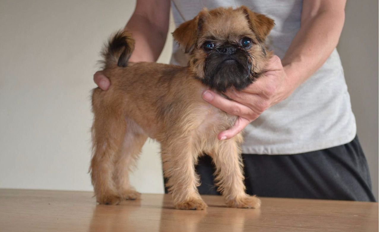 Conoce todo sobre la raza de perro grifón de Bruselas | Mascotario