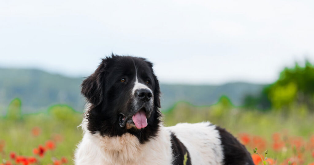 Conoce todo sobre la raza de perro Landseer: origen, características y ...