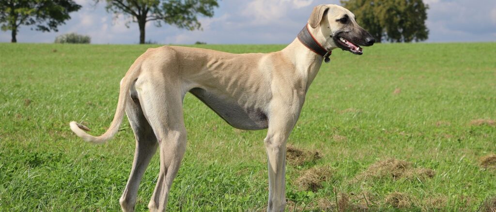 Conoce todo sobre la raza de perro Sloughi o Lebrel Árabe | Mascotario