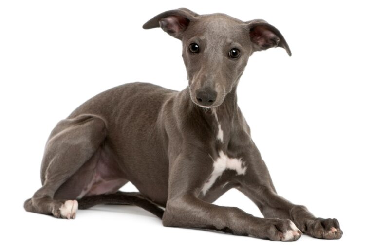 Conoce todo sobre la raza de perro Whippet en este completo artículo ...