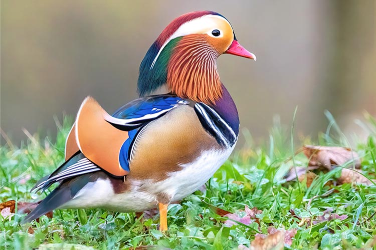Conoce todo sobre la reproducción del Pato Mandarín | Mascotario