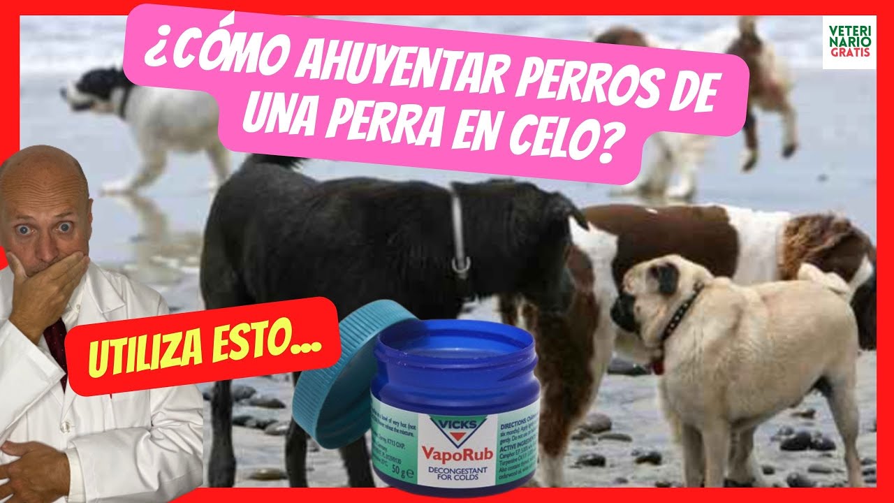 Consejos para ahuyentar perros de una perra en celo | Mascotario