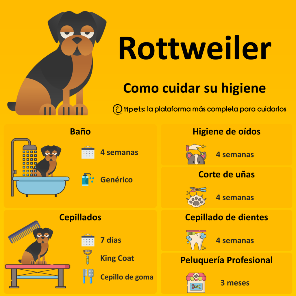 Consejos para cuidar a tu rottweiler cachorro | Mascotario