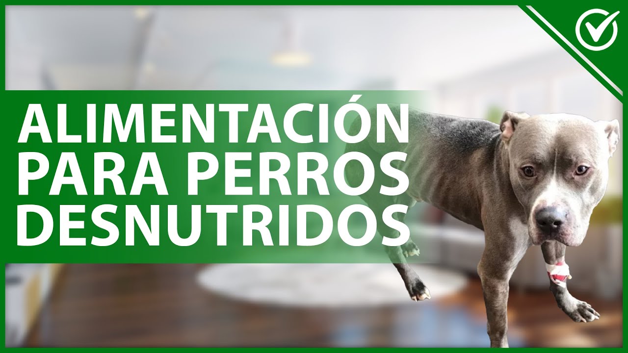 Consejos para cuidar y nutrir a un perro desnutrido | Mascotario