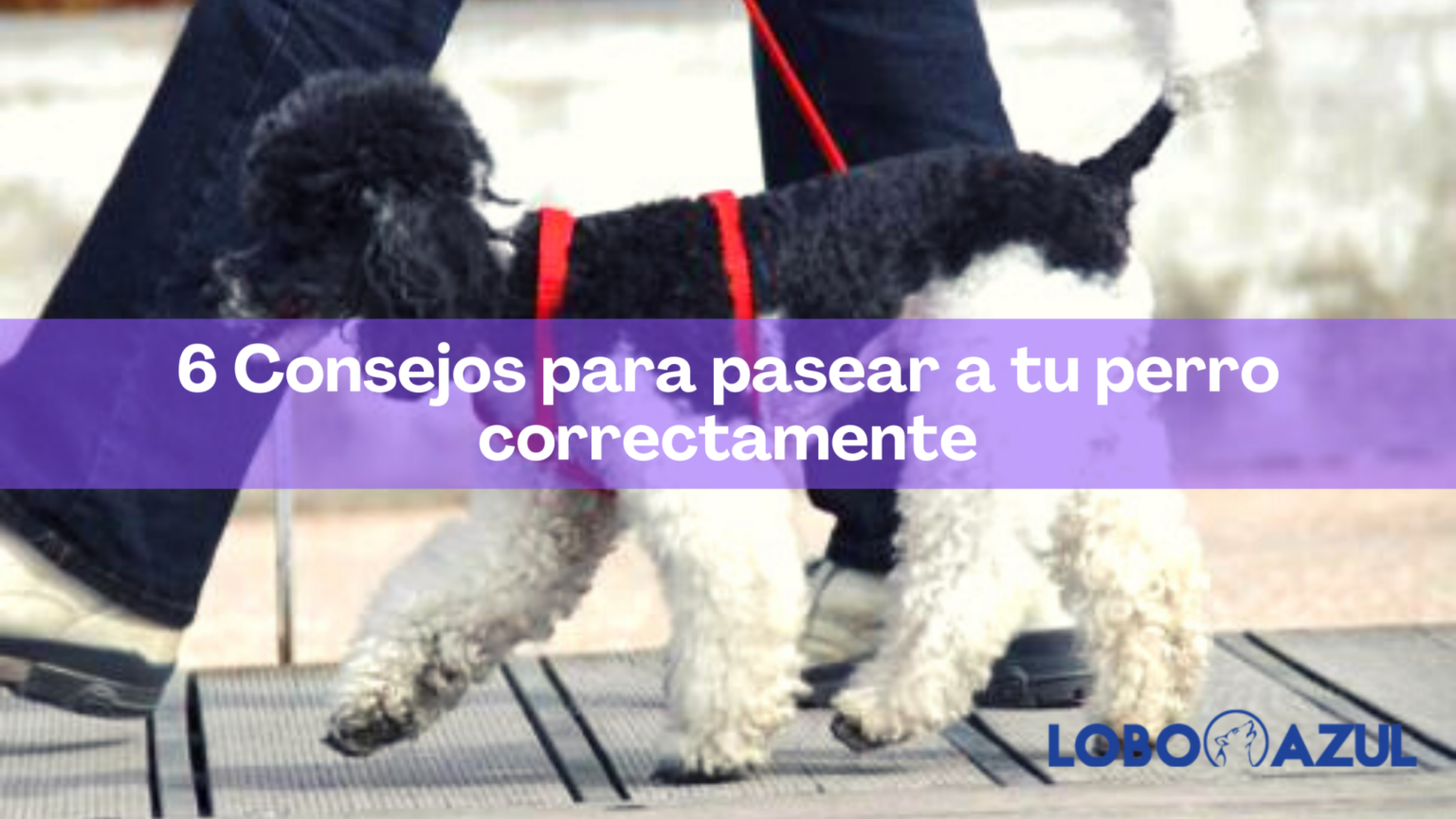 Consejos para pasear a tu perro de forma correcta y segura | Mascotario