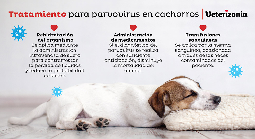 Contagio, síntomas y tratamiento de Parvovirus Canino: Todo lo que ...
