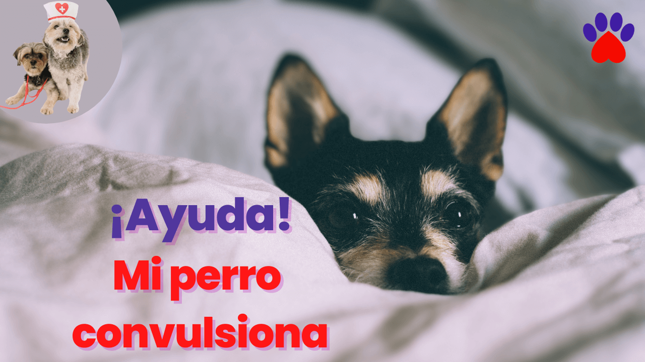 Convulsiones en perros: causas, tratamiento y consejos prácticos ...