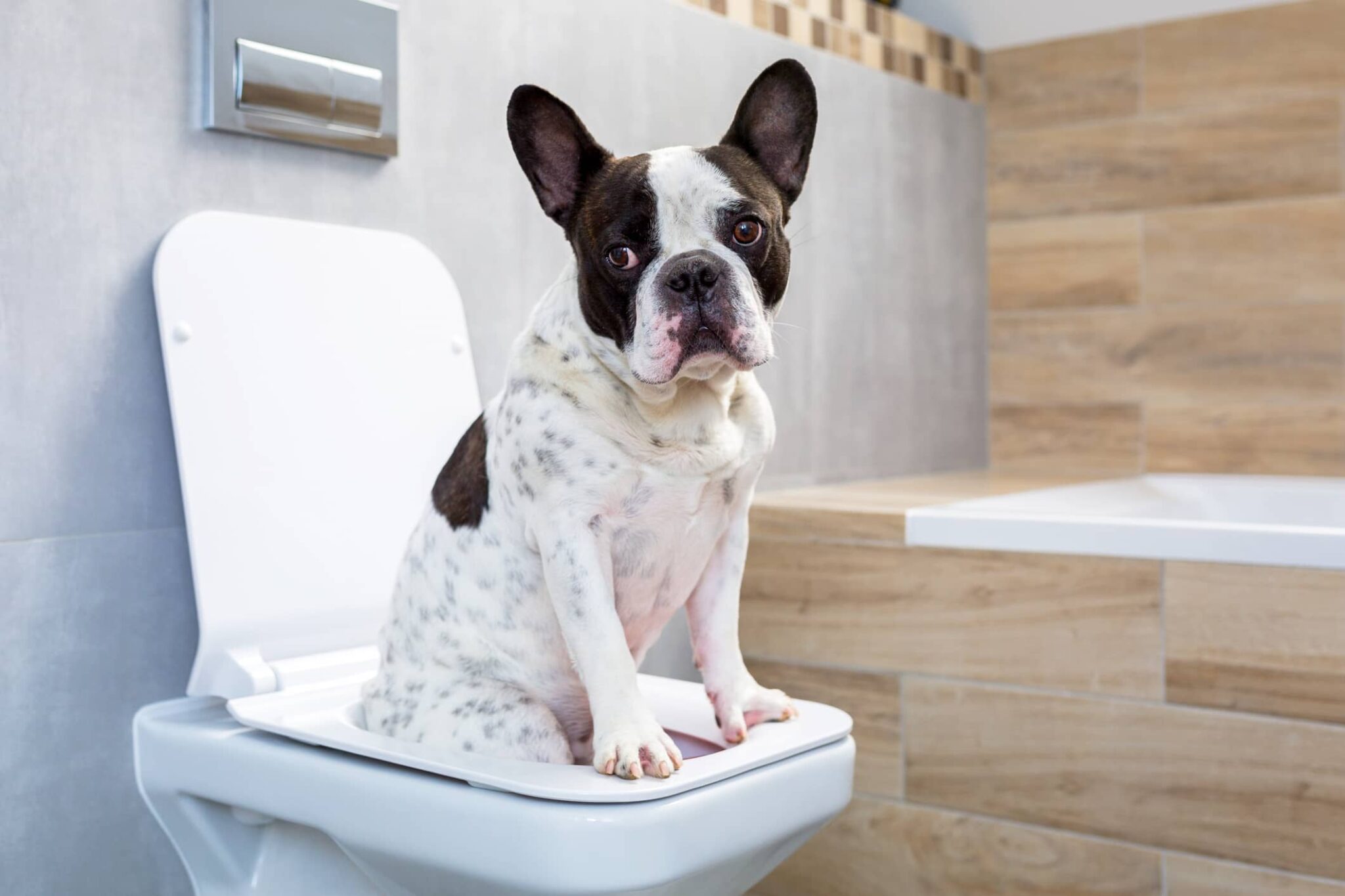 Cuida a tu perro sin necesidad de baño | Mascotario