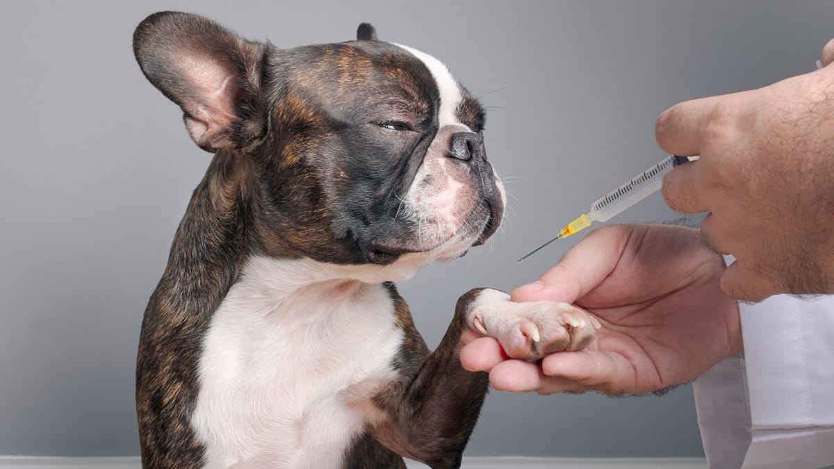 Dexametasona para perros: dosis, uso y efectos secundarios | Mascotario