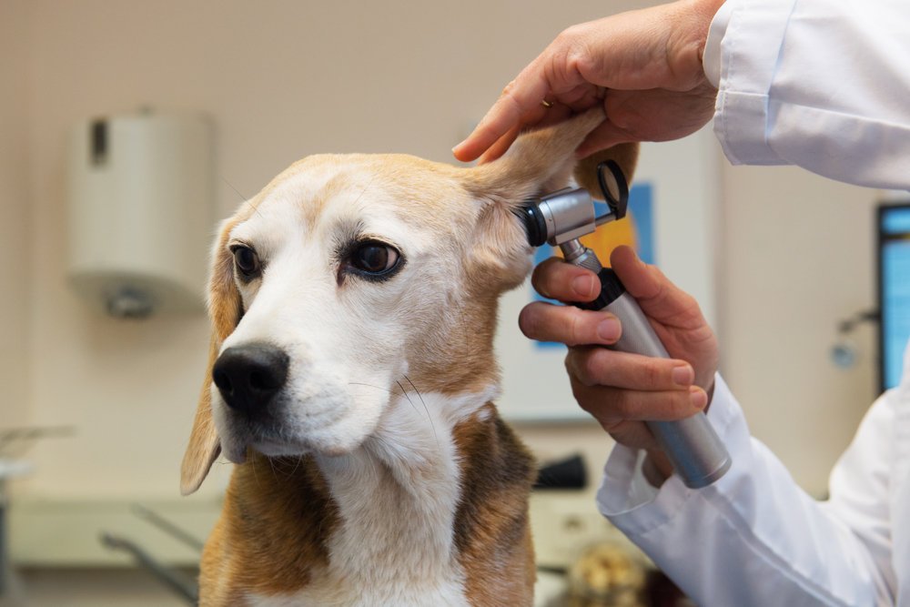 Dolor de oído en perros: causas y consejos para aliviarlo | Mascotario