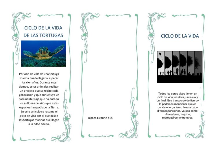 El fascinante ciclo de vida de las tortugas marinas | Mascotario