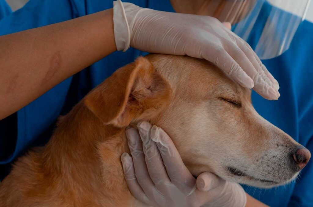 Causas, síntomas y tratamiento de los ataques epilépticos en perros ...