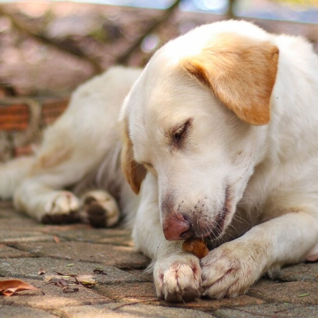 Causas y tratamiento de los abscesos en perros | Mascotario