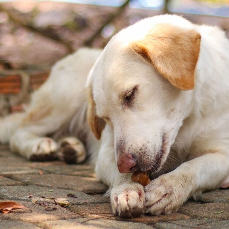 Consecuencias si tu perro come un caracol: todo lo que necesitas saber ...
