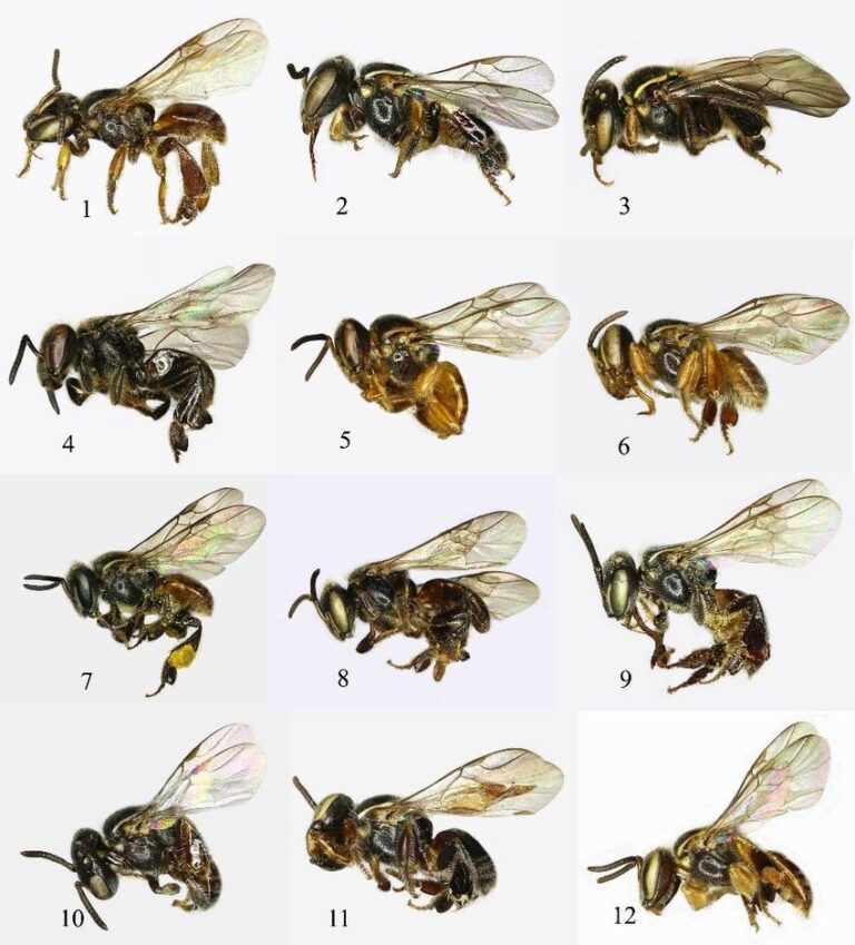 Especies y características de las abejas melíferas | Mascotario
