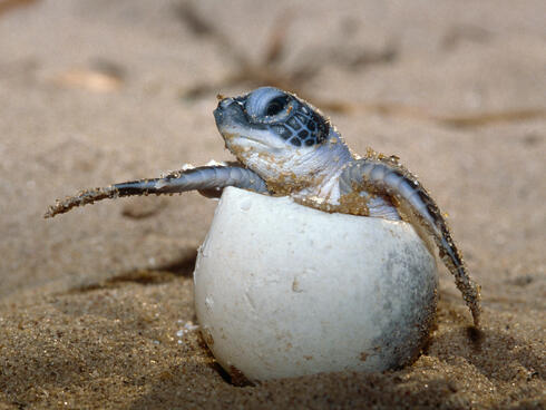 Fascinantes datos sobre la reproducción de tortugas marinas | Mascotario