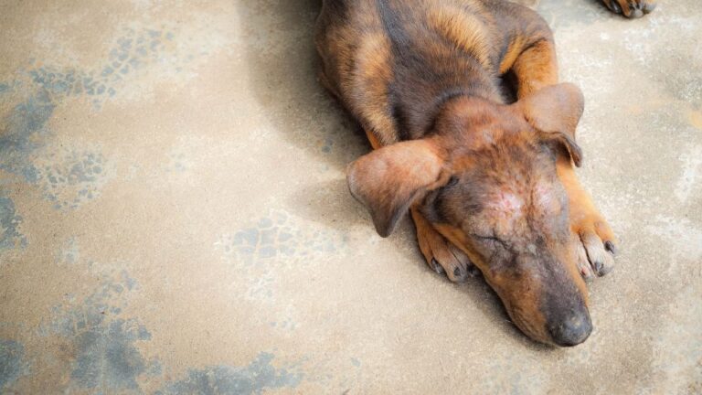 Foliculitis en perros: Todo lo que necesitas saber sobre sus causas ...