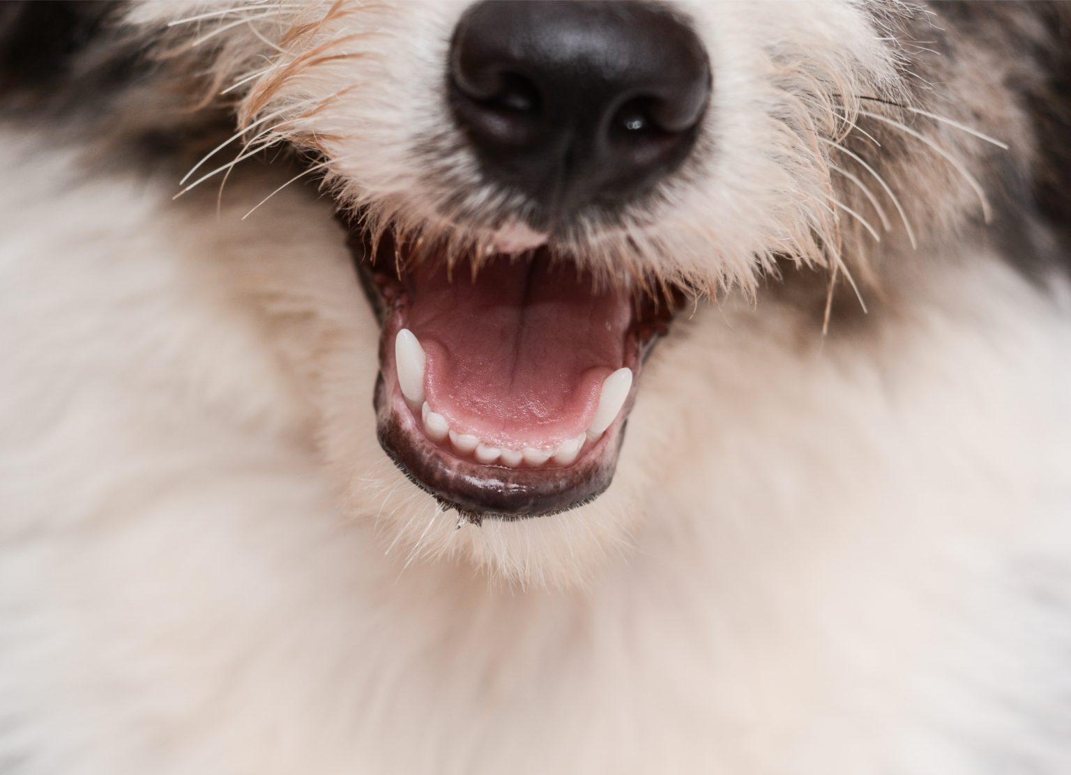 Funciones sorprendentes de los bigotes en los perros | Mascotario
