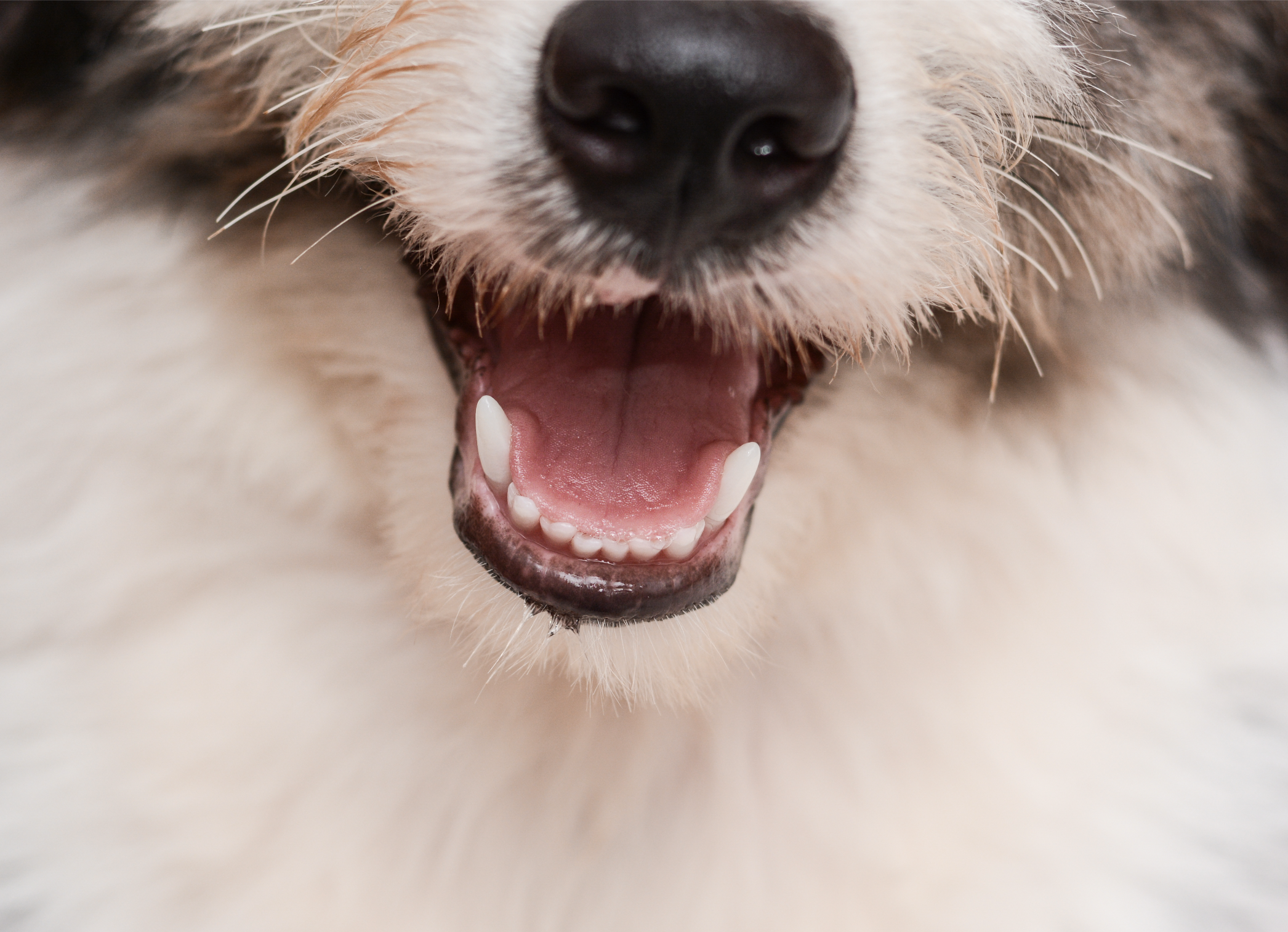 Funciones sorprendentes de los bigotes en los perros | Mascotario