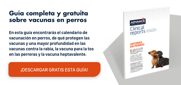 Guía completa de vacunación contra la rabia en perros | Mascotario