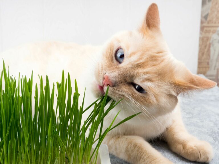 Guía completa sobre la tos en gatos: síntomas, causas y tratamiento ...