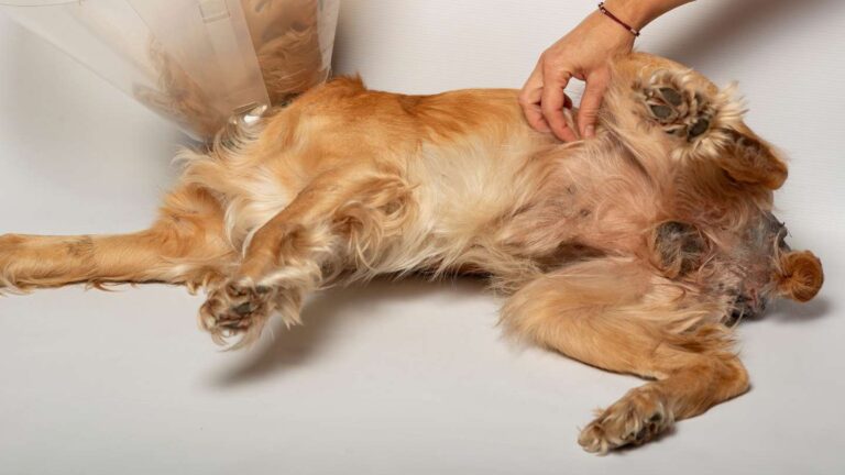 Hernia perineal en perros: diagnóstico y tratamiento eficaz | Mascotario