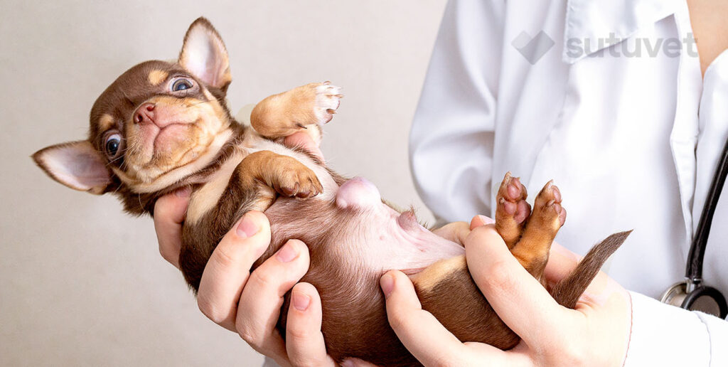 Hernia umbilical en perros: causas, síntomas y tratamiento completo ...