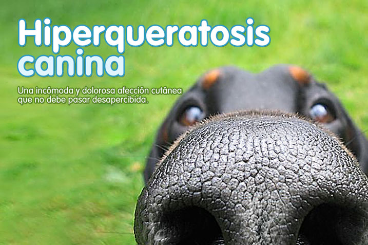 Hiperqueratosis en perros: causas y tratamiento eficaz | Mascotario
