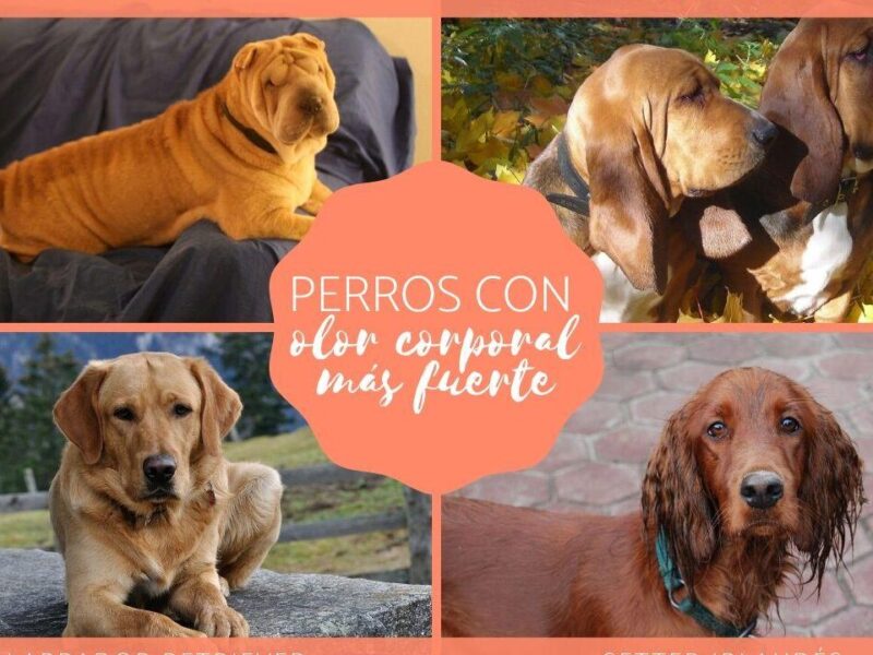 Explora las fascinantes razas de perros rusos para conocer su historia ...