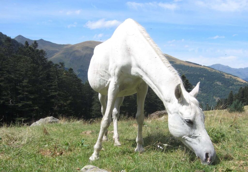 Lista De Animales Con n En Ingl s Y Espa ol Que Debes Conocer