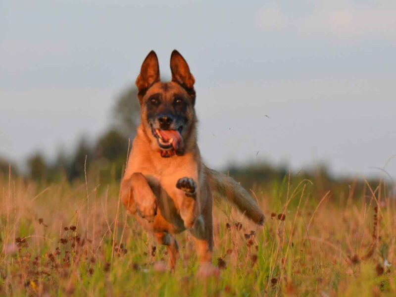 5 razones por las que un husky siberiano sería el compañero perfecto ...