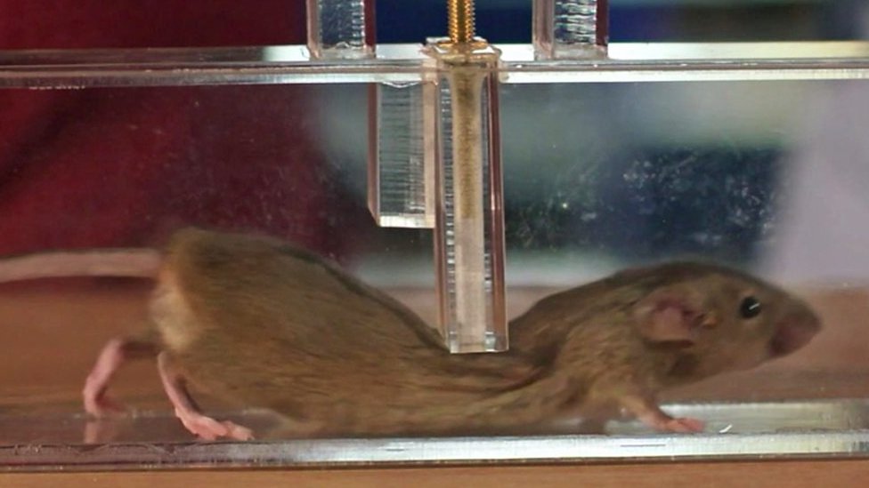 Los huesos en los ratones: descubre su estructura ósea | Mascotario