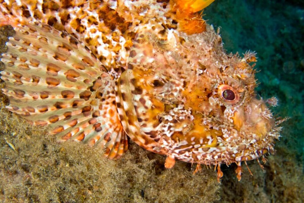 Los peces venenosos: conoce los más letales del mundo | Mascotario