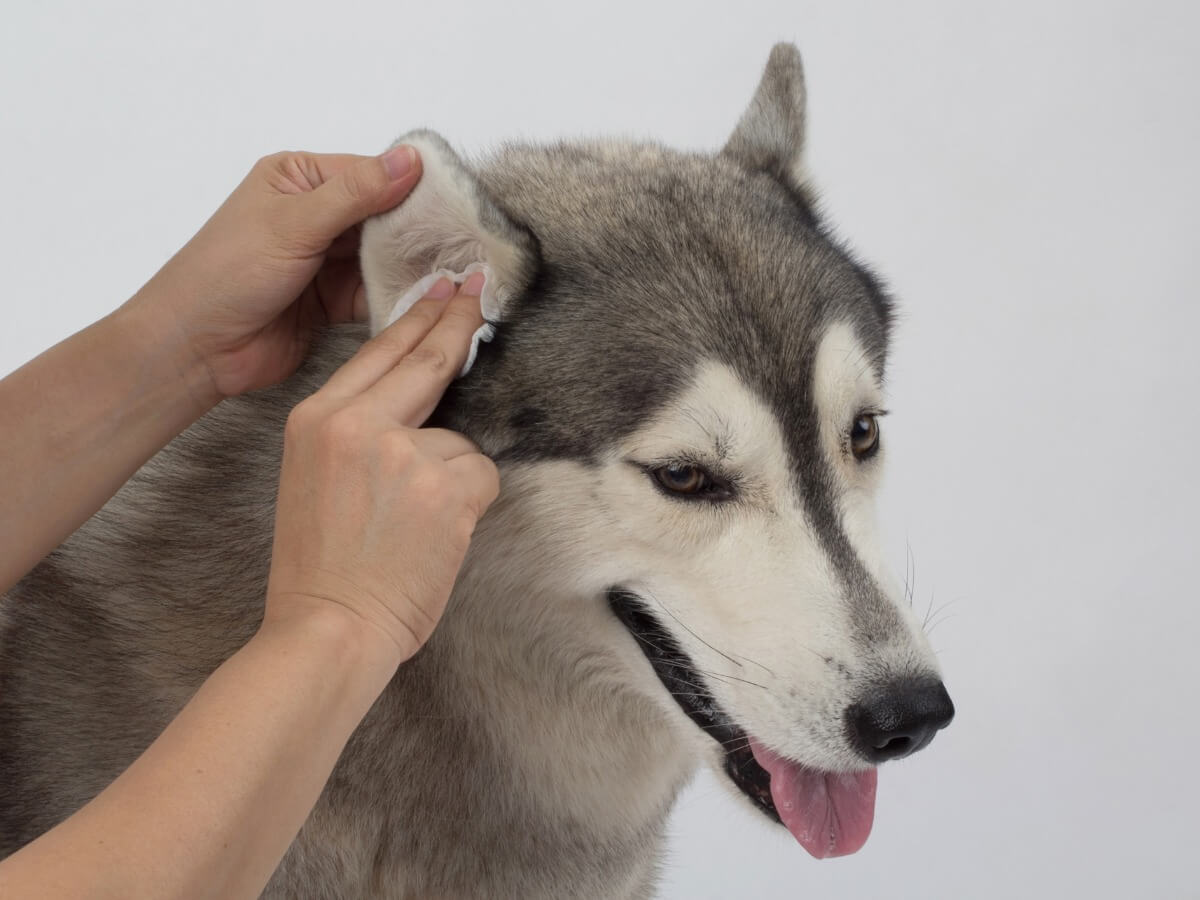 Consejos para el cuidado apropiado de un perro Labrador | Mascotario