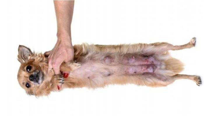 Mastitis en perras: síntomas y tratamiento eficaz | Mascotario