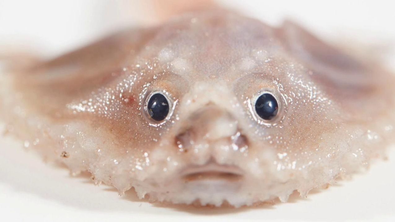 Nombres y fotos de peces con patas: ¡Descubre estas curiosas especies ...