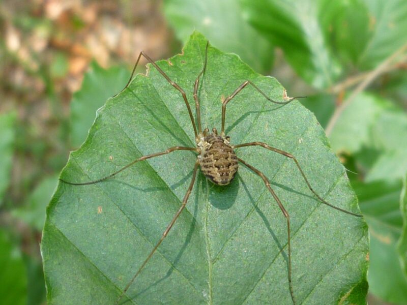 Opiliones: características y ejemplos de estas arañas patonas | Mascotario