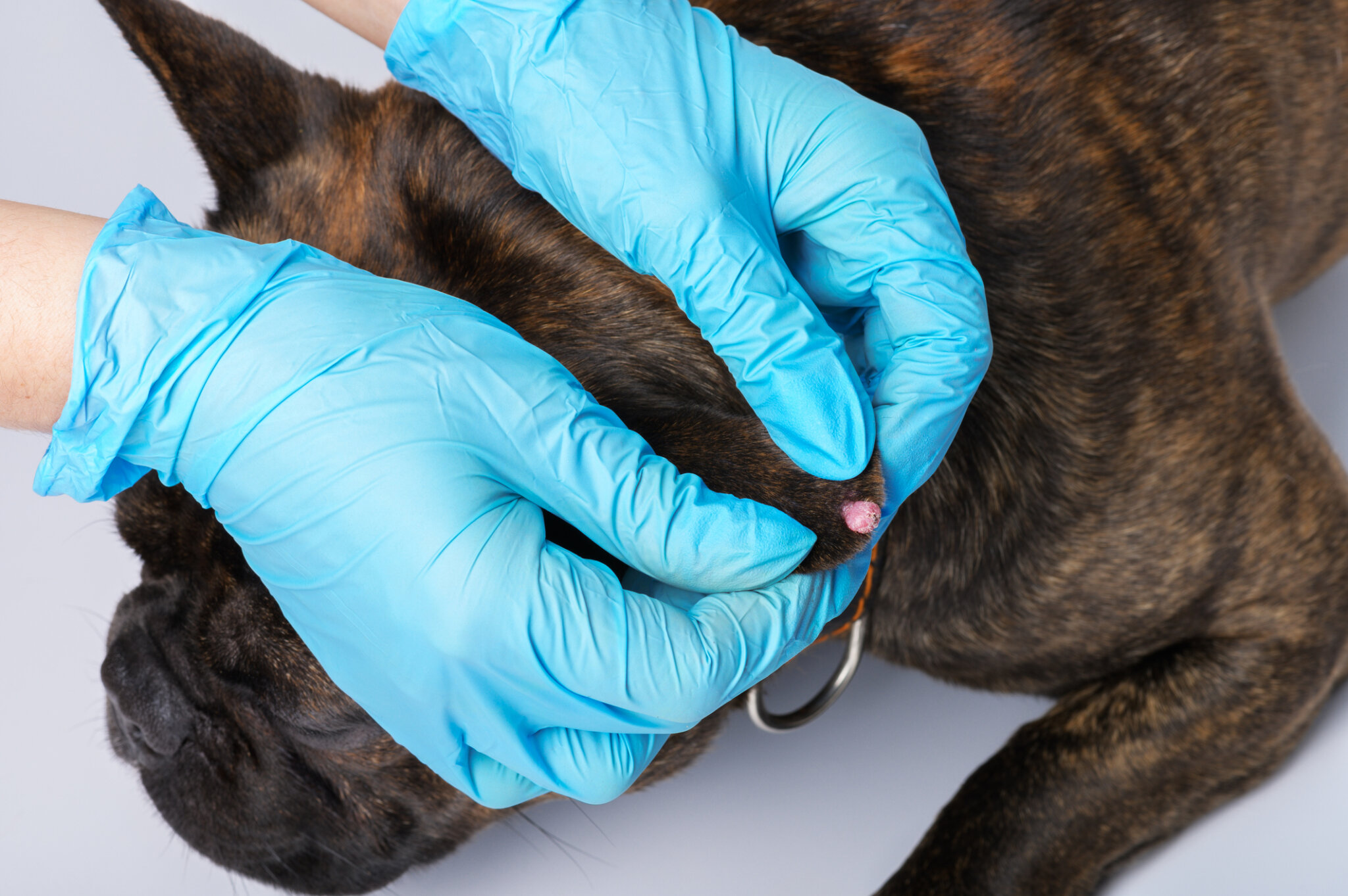 Papiloma en perros: todo lo que necesitas saber sobre sus causas ...