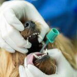 Causas y tratamiento de parálisis en perros: todo lo que necesitas ...